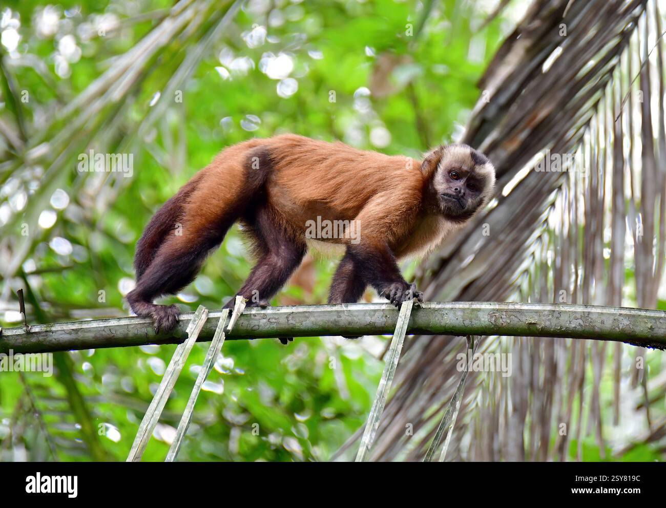 Capucin brun hi-res stock photography and images - Alamy