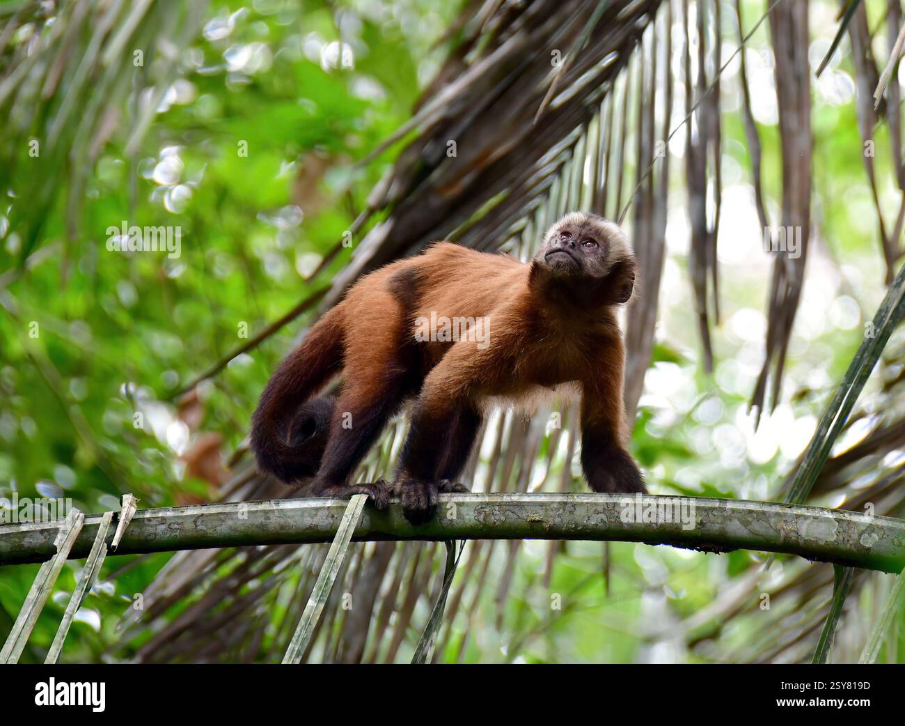 Capucin brun, Cebus apella, Apella csuklyásmajom, Tambopata National ...