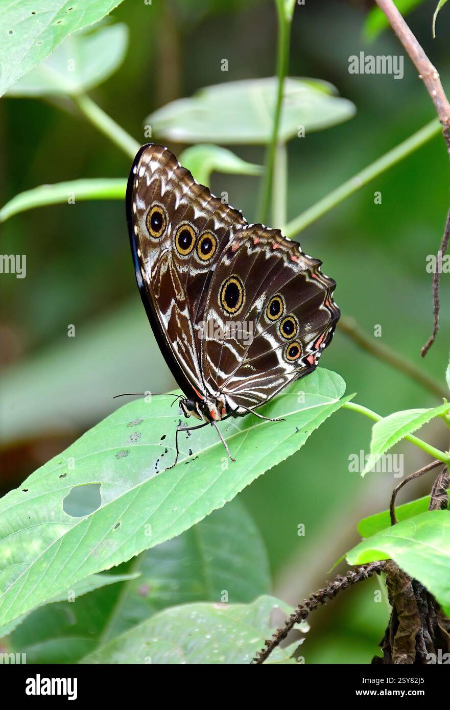 Reserva natural tambopata hi-res stock photography and images - Alamy