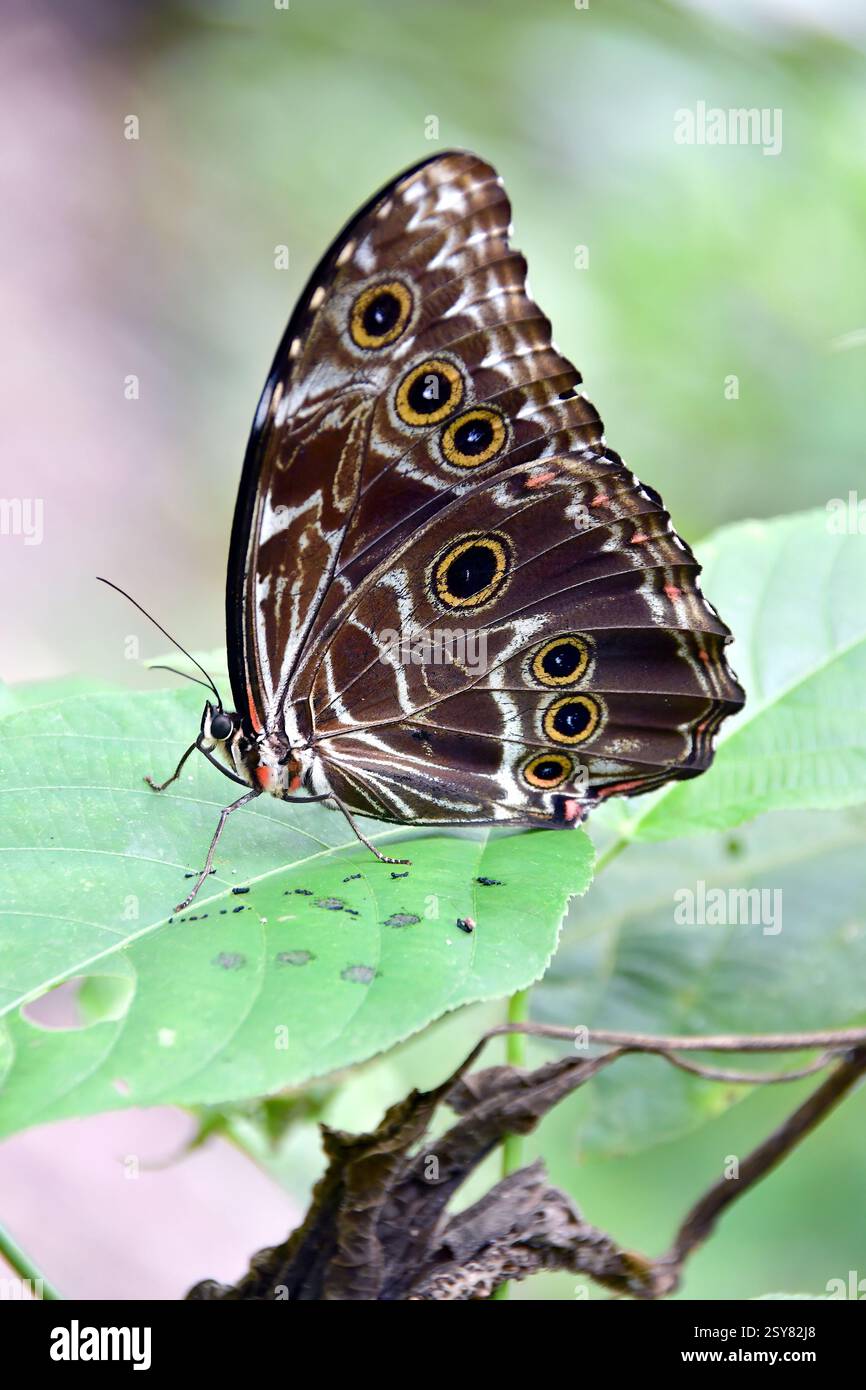 blue morpho, Morpho sp., Tambopata National Reserve, Peru, South ...