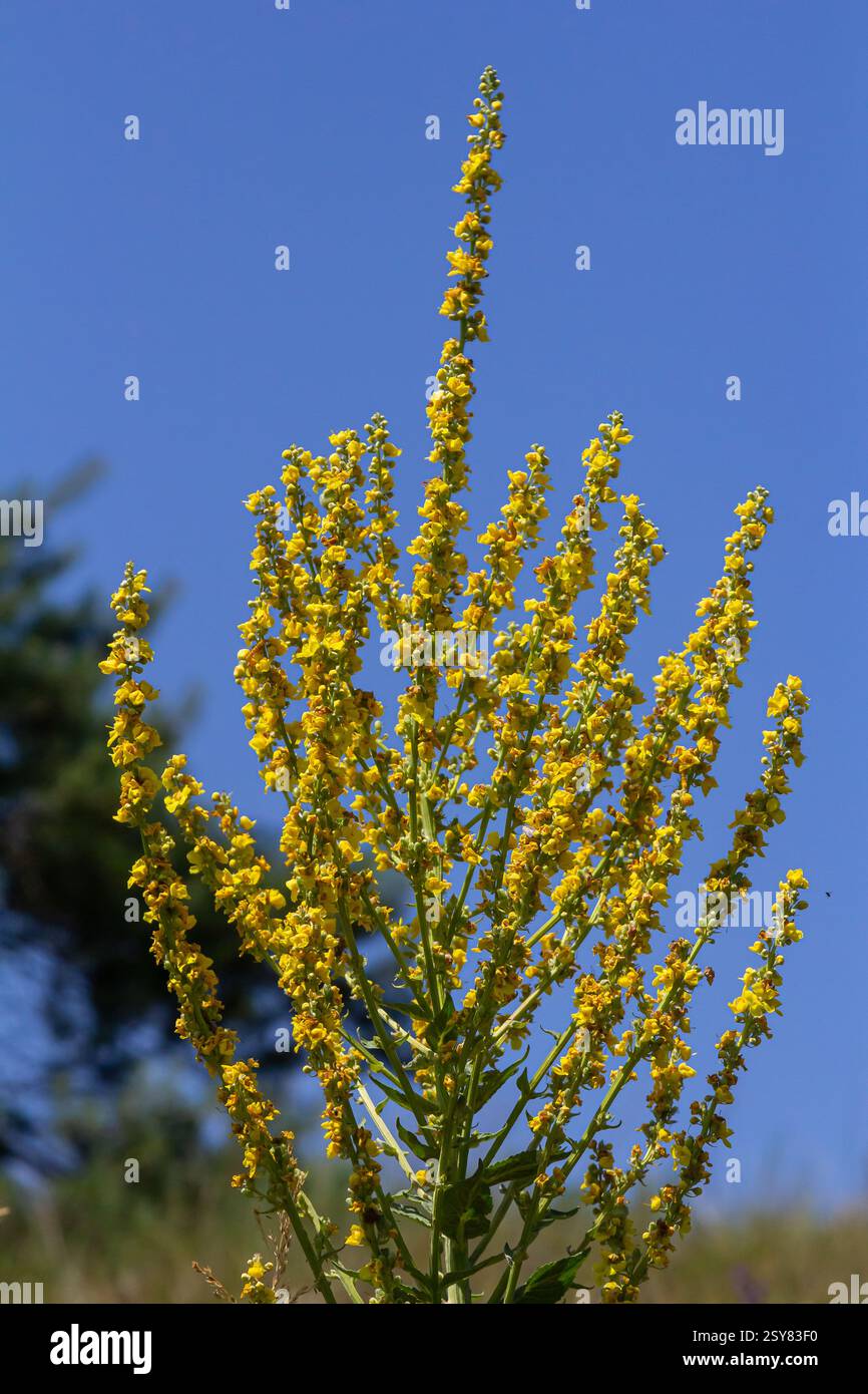 Common mullein - pale yellow flowers of verbascum nigrum plant, used as ...