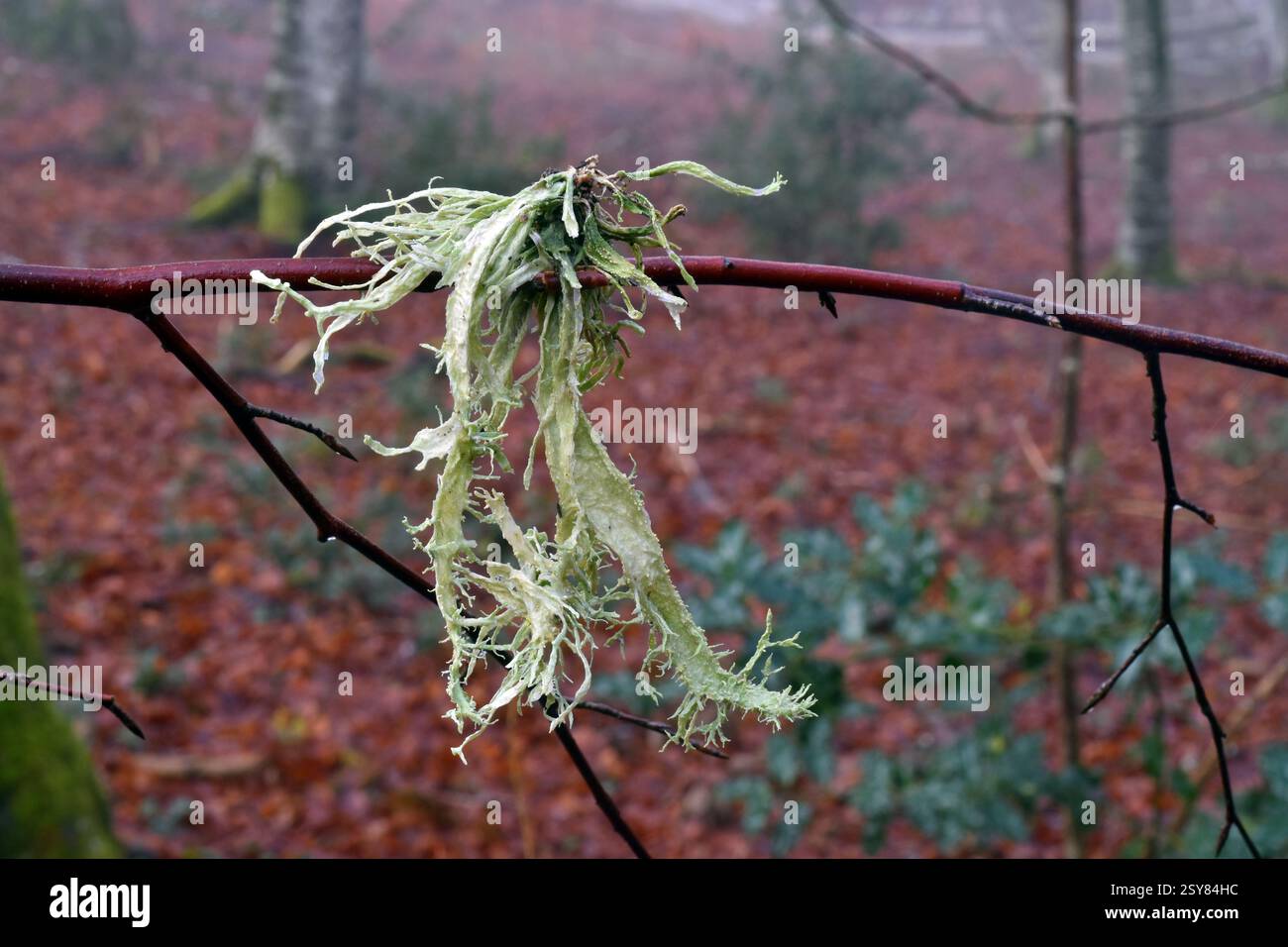 The fruticose lichen Ramalina farinacea hanging from a branch in a ...