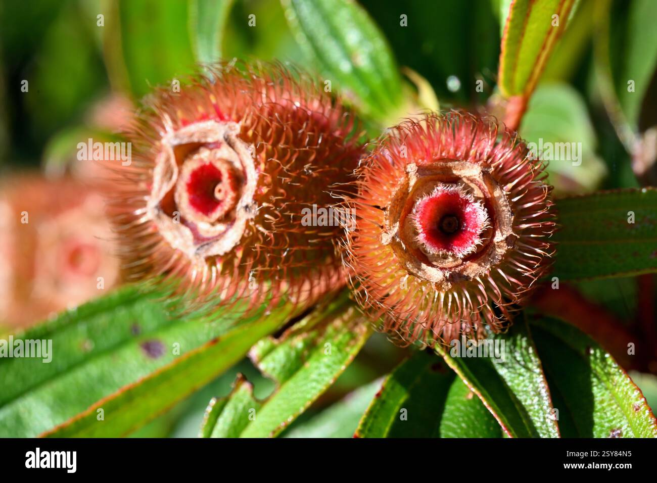 fruit of Melastoma sanguineum Sims Stock Photo - Alamy
