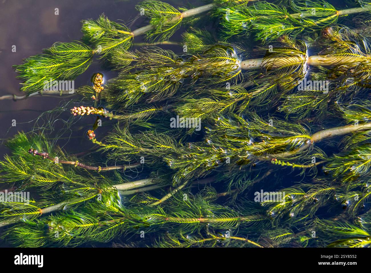 Ceratophyllum demersum aquatic plant in a stream Stock Photo - Alamy
