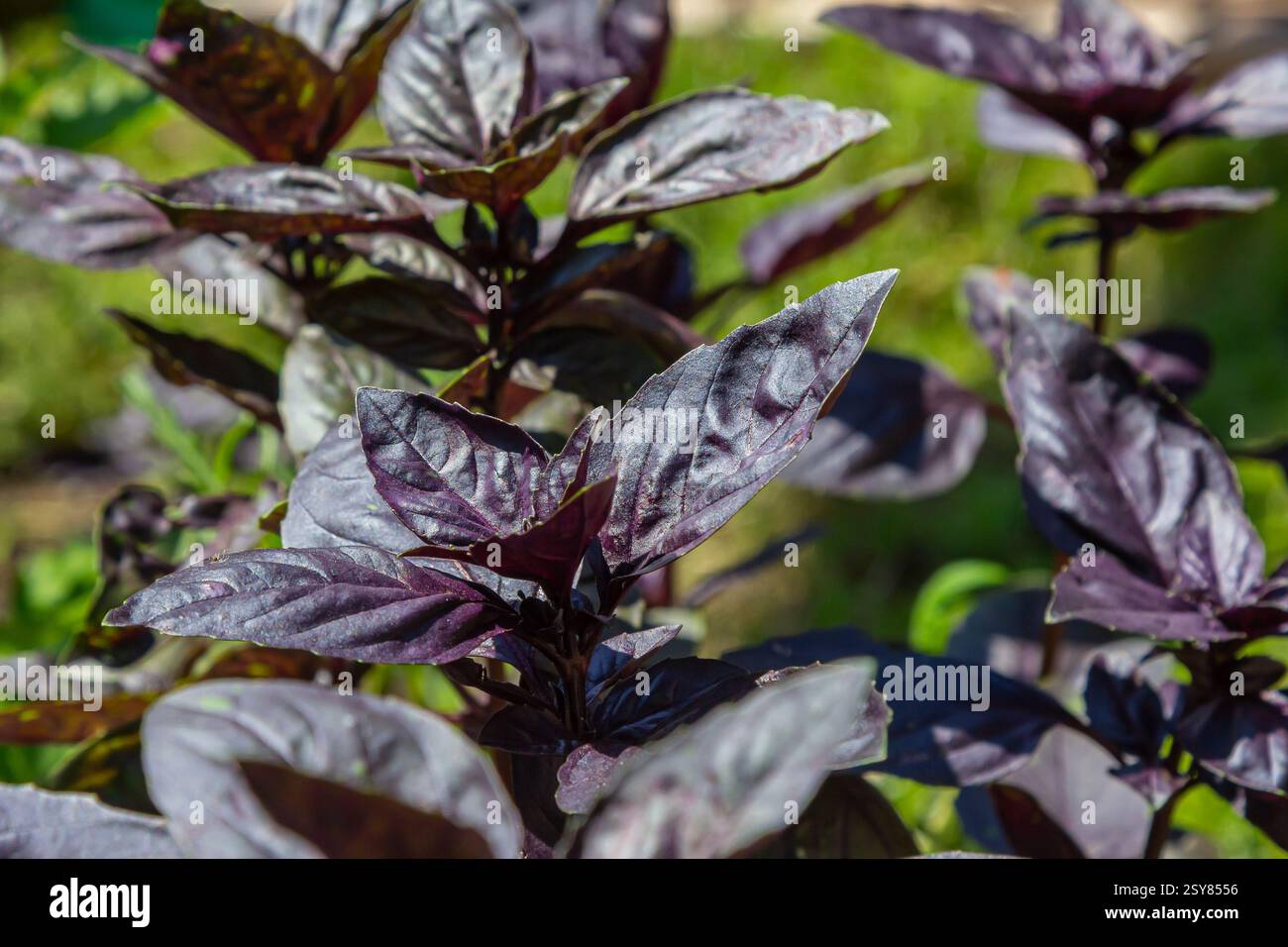 Purple basil grow in vegetable garden. Dark opal basil plants texture ...