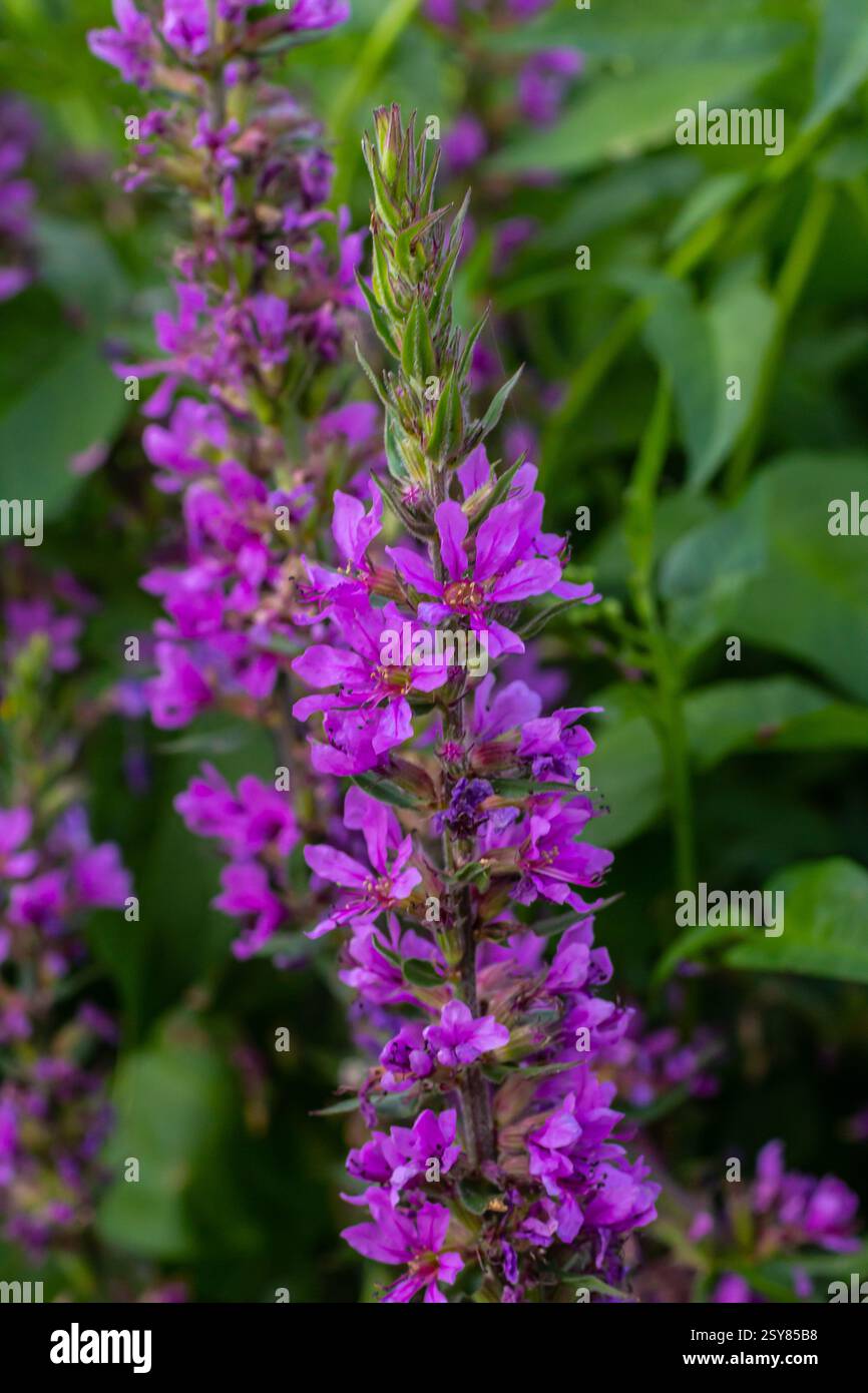 Purple loosestrife Lythrum salicaria inflorescence. Flower spike of ...