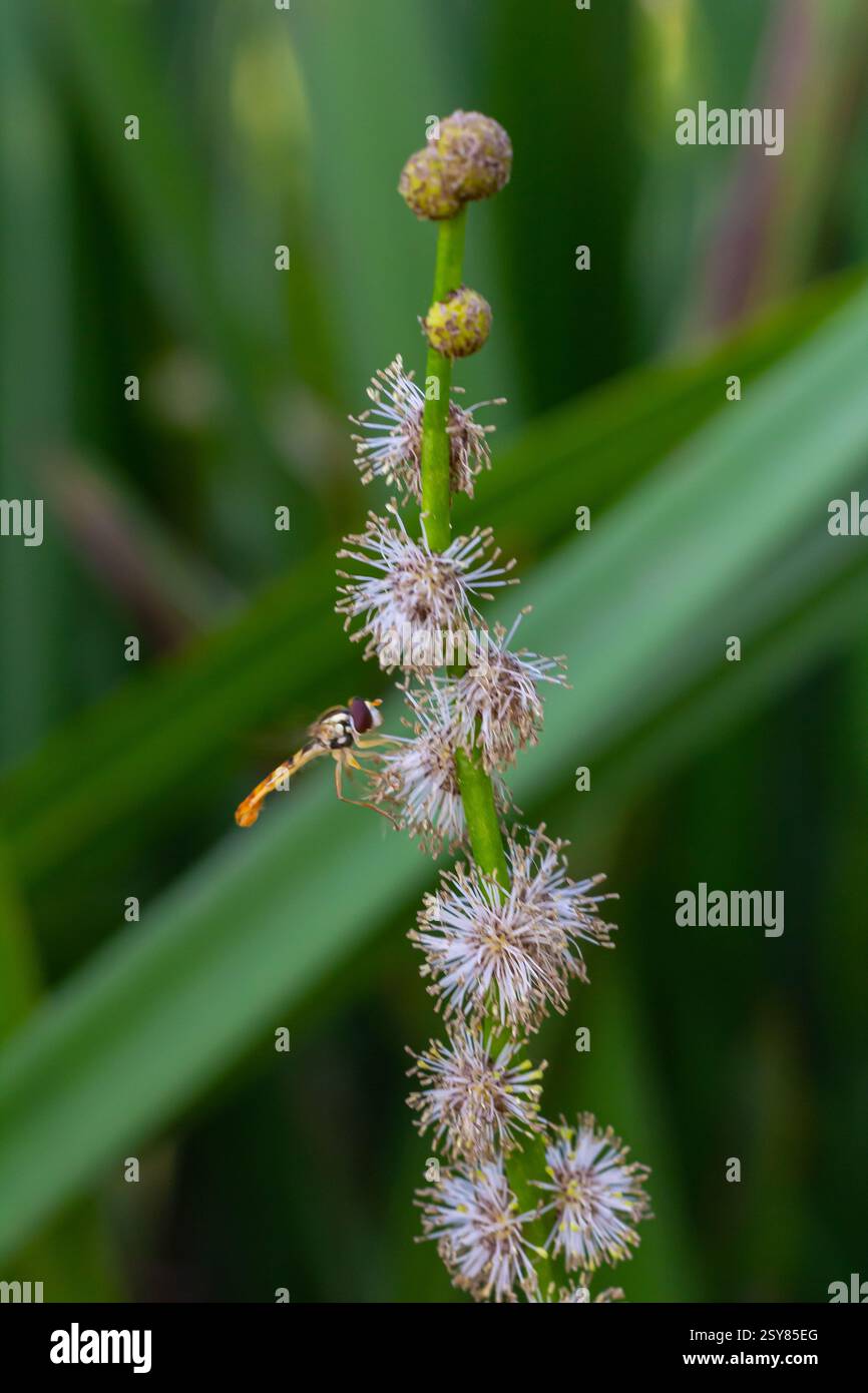 Branched hedgehog Sparganium erectum - flowering plant in the garden ...