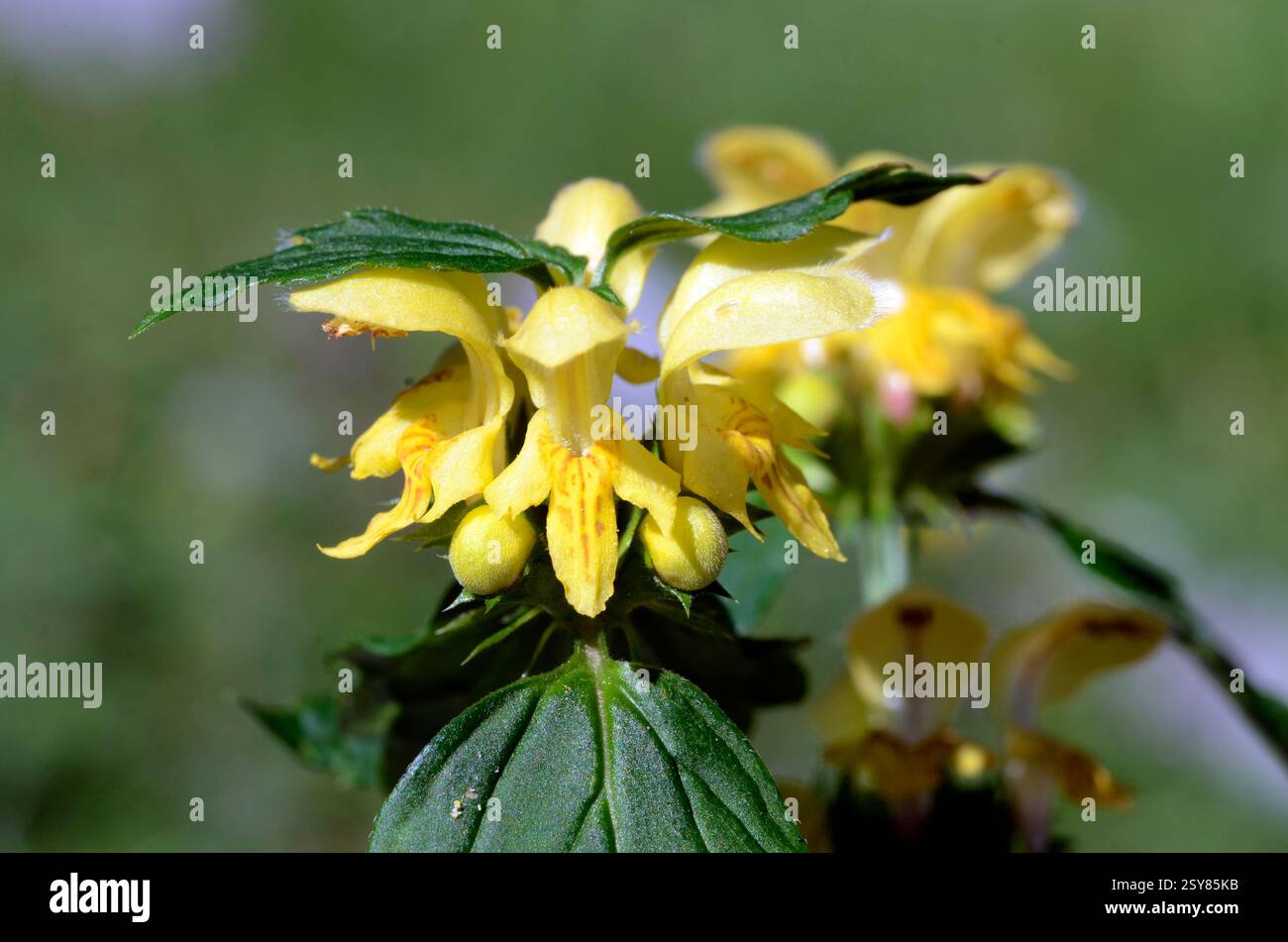 Macro photography of the yellow flowers of the yellow archangel (Lamium ...