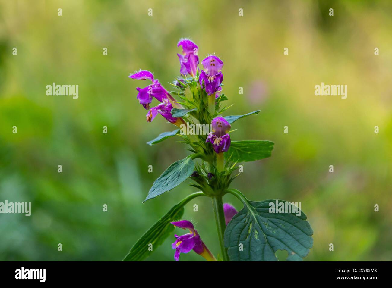 Common Hemp nettle, Galeopsis tetrahit .Bifid hemp-nettle Galeopsis ...