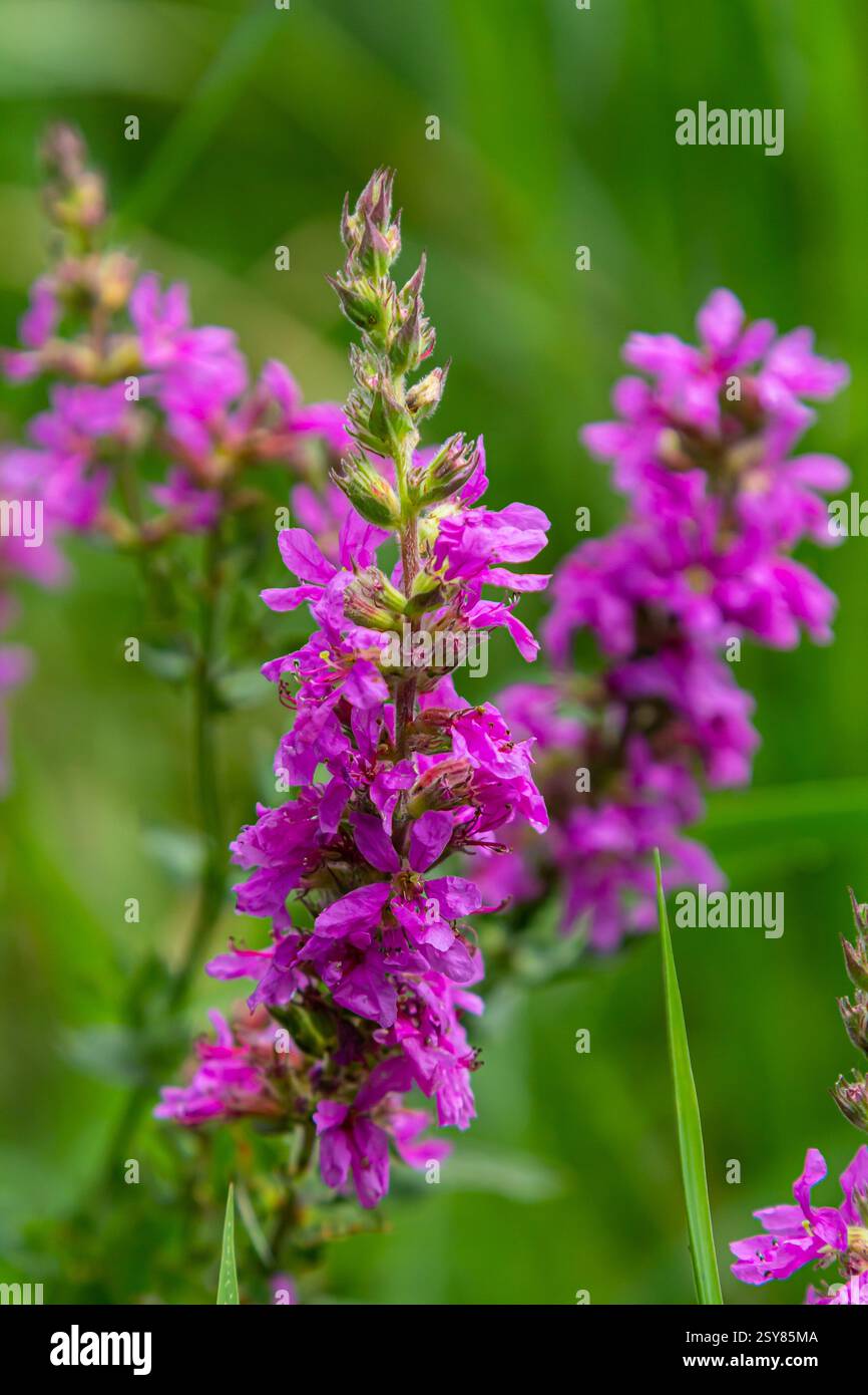 Purple loosestrife Lythrum salicaria inflorescence. Flower spike of ...