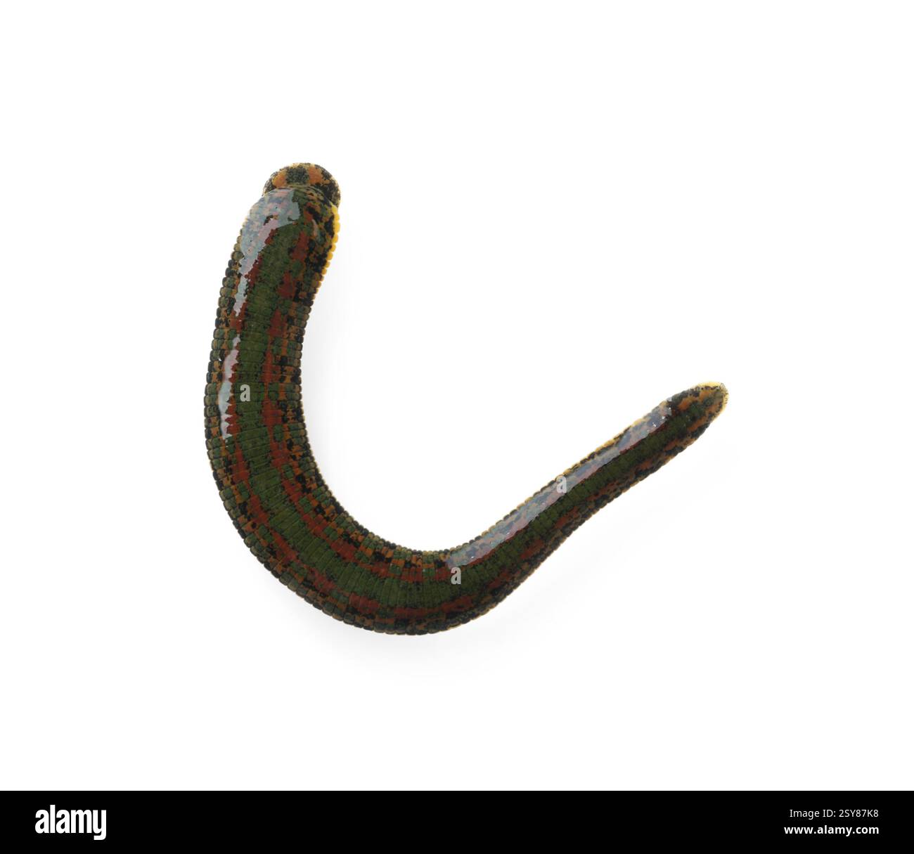 One medicinal leech isolated on white, top view Stock Photo - Alamy