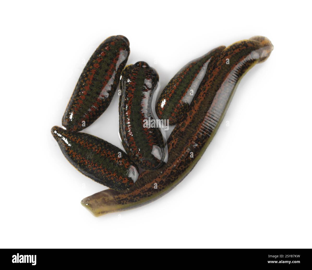 Medicinal leeches isolated on white, top view Stock Photo - Alamy