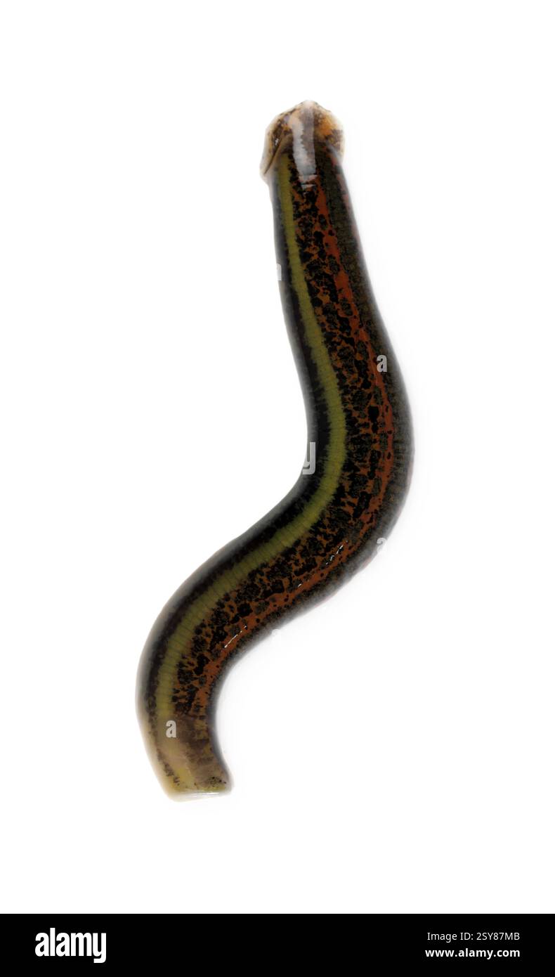 One medicinal leech isolated on white, top view Stock Photo - Alamy