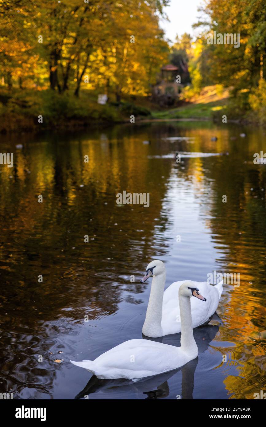 Two white swans gracefully swim in a calm lake, reflecting golden ...