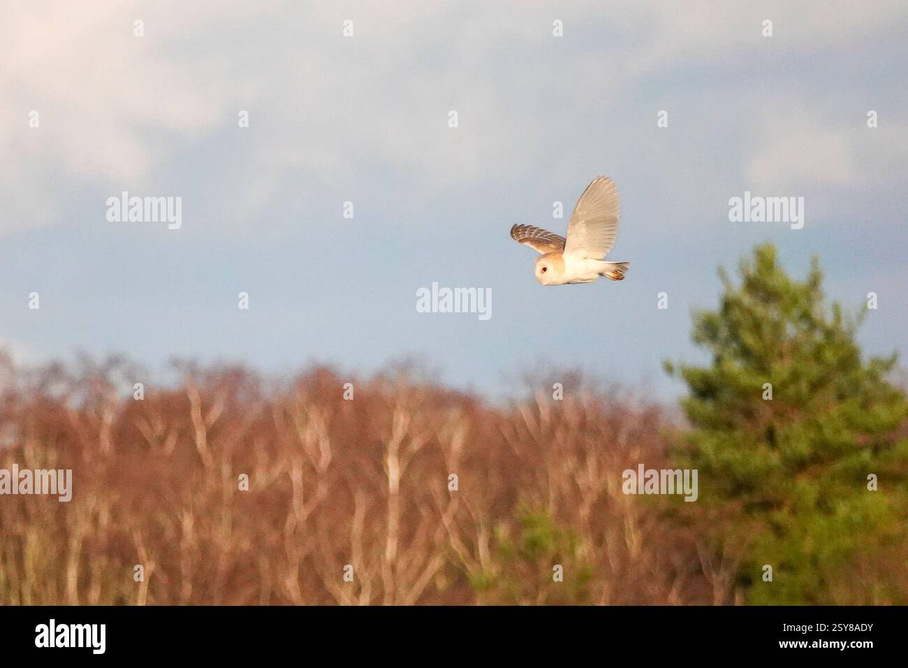 Thursley Common, Elstead. 27th February 2025. A dry afternoon with ...