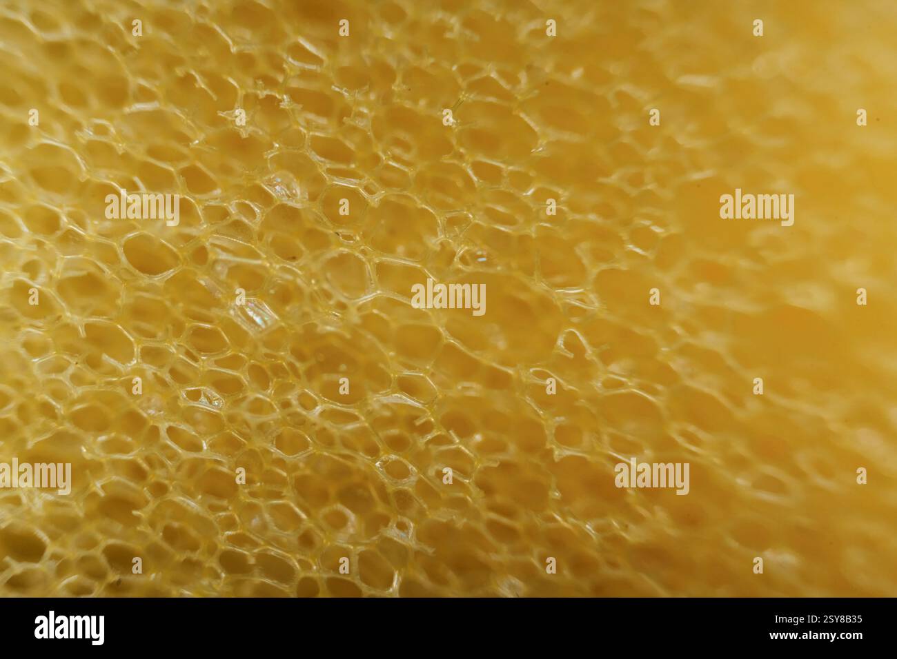 Domestic kitchen sponge under the microscope. Close up view Stock Photo ...