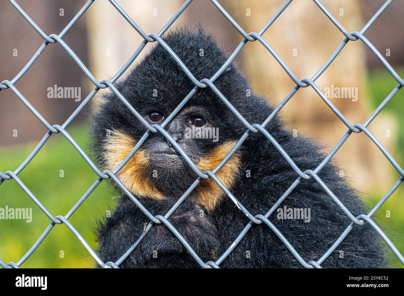 Portrait of a little black monkey looking outside behind a metal fence ...