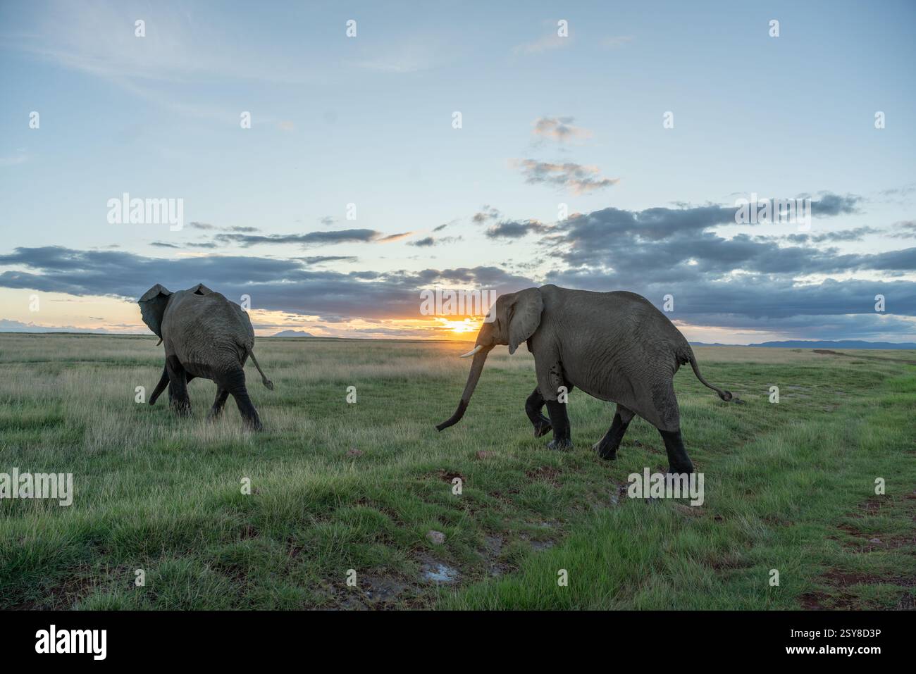 Amboseli, Kenya - Two elephants are playing in grass field of Amboseli ...