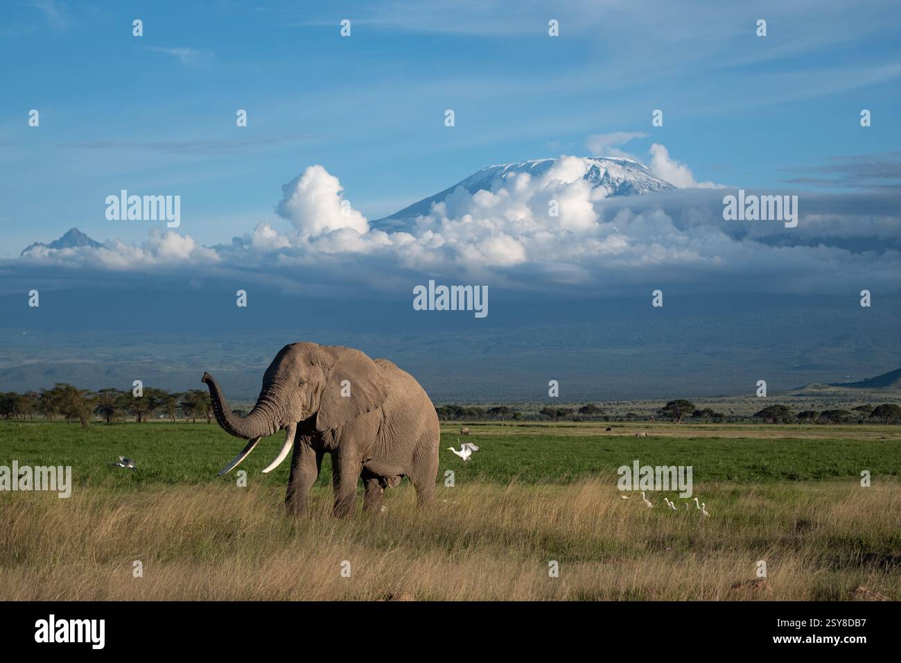 Amboseli, Kenya - African elephant walking infront of Kilimanjaro mount ...