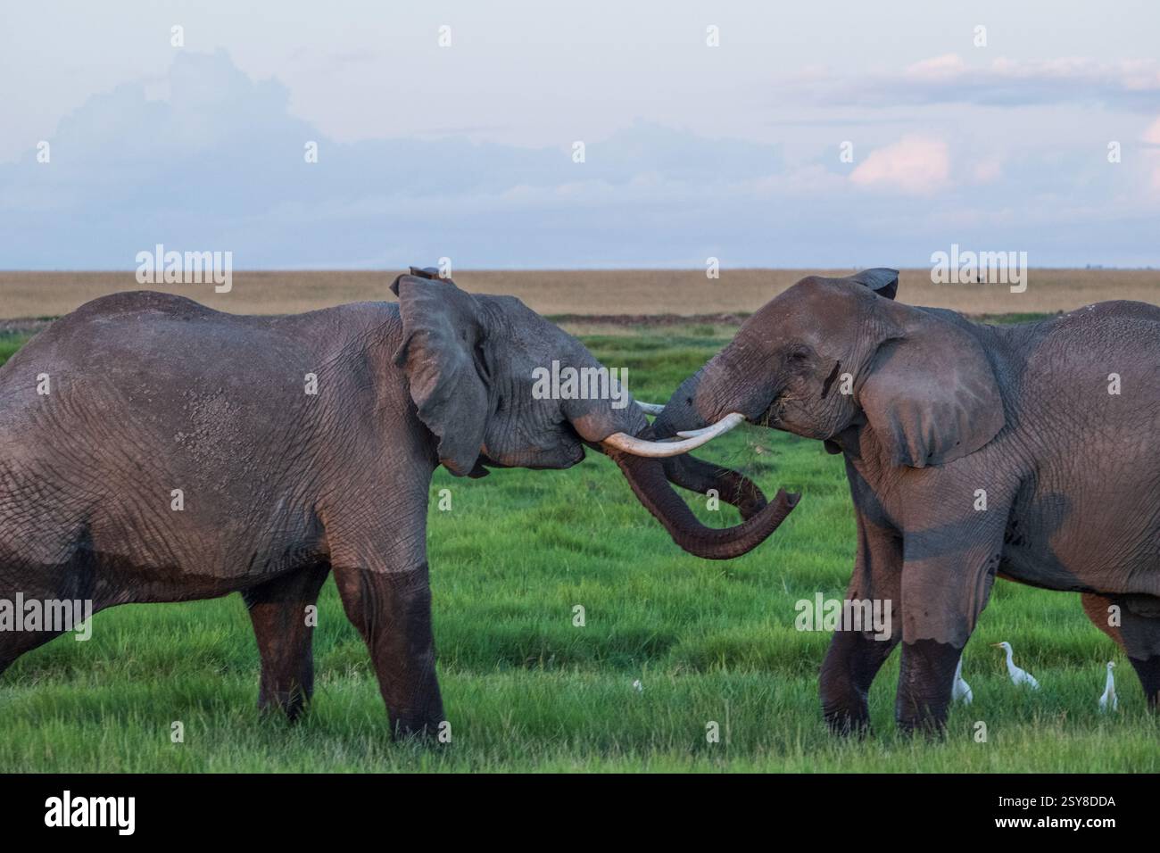 Amboseli, Kenya - Two elephants are playing in grass field of Amboseli ...