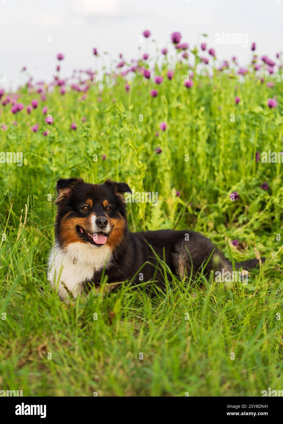Cute dog lying among blooming lilac poppies and staring intently into ...