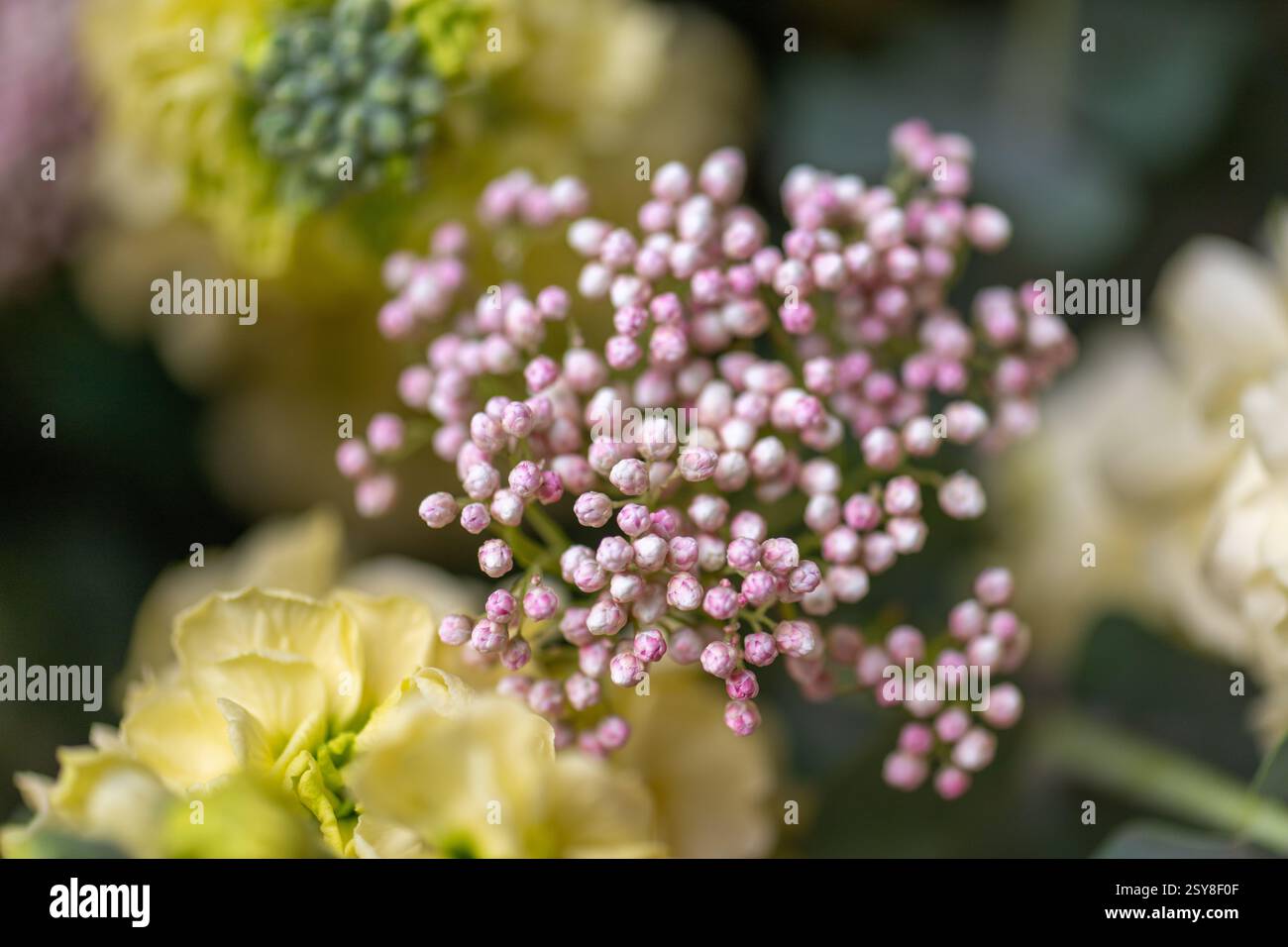 A Stunning Arrangement Featuring a Beautiful Bouquet close up Stock ...