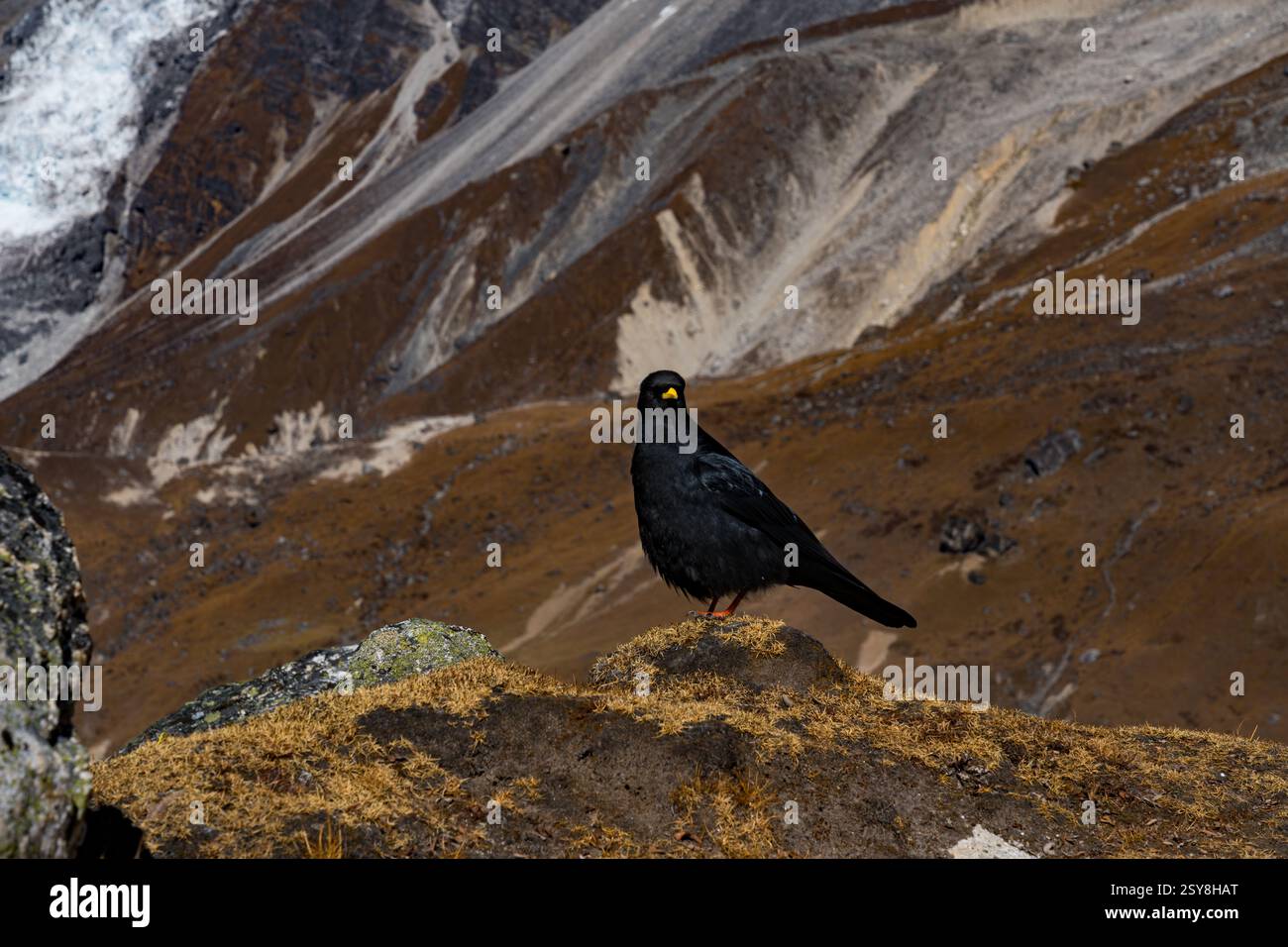 Black Yellow-billed Chough (Pyrrhocorax graculus) Bird in the Himalayas ...
