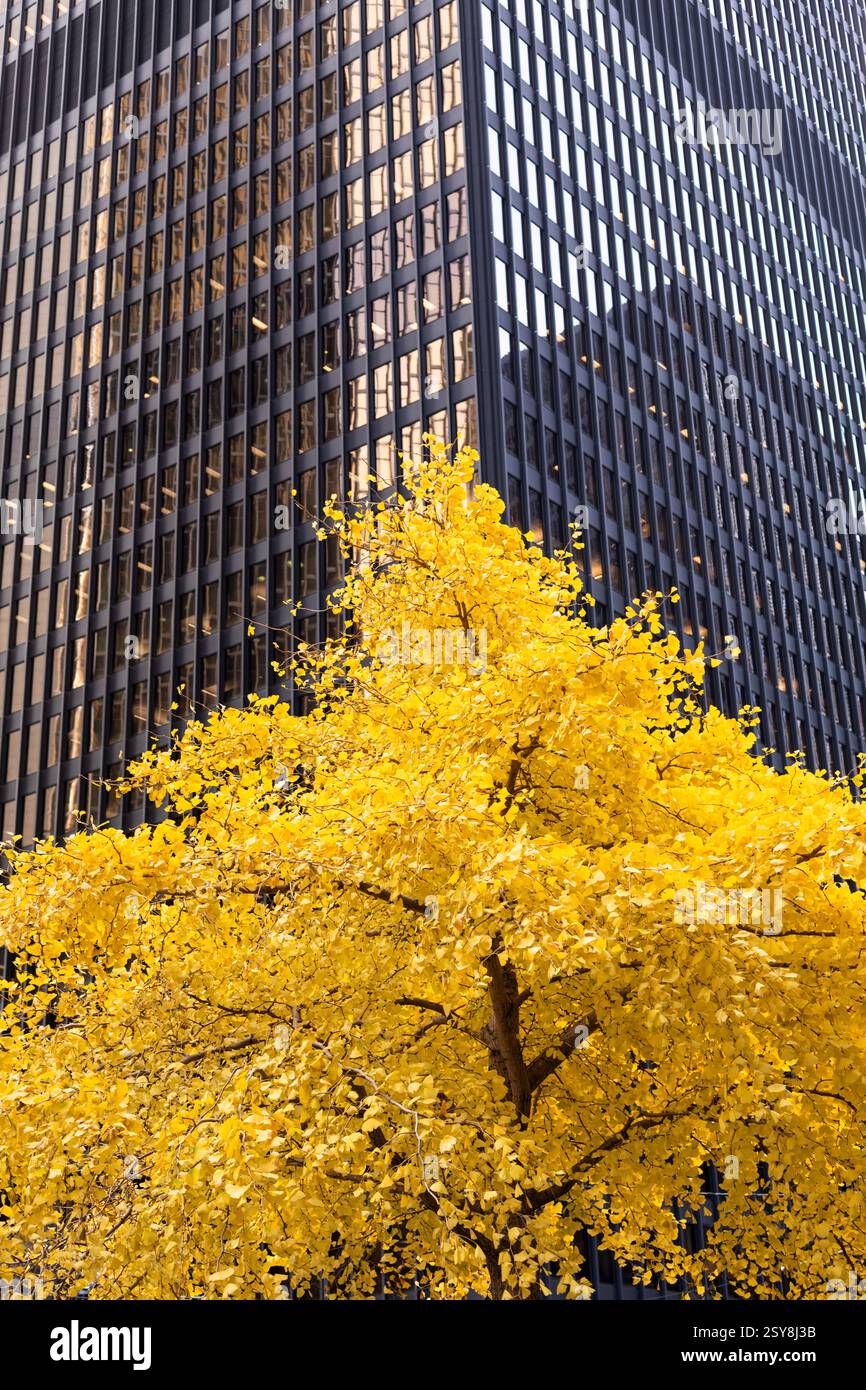 Canada, Ontario, Toronto, A Ginkgo tree in full autumn color in the ...