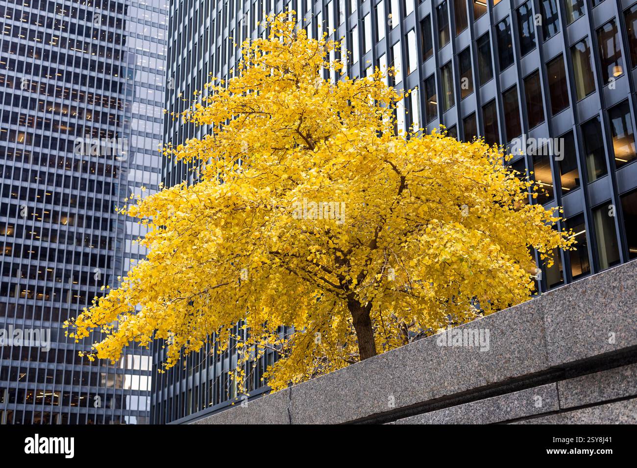 Canada, Ontario, Toronto, A Ginkgo tree in full autumn color in the ...