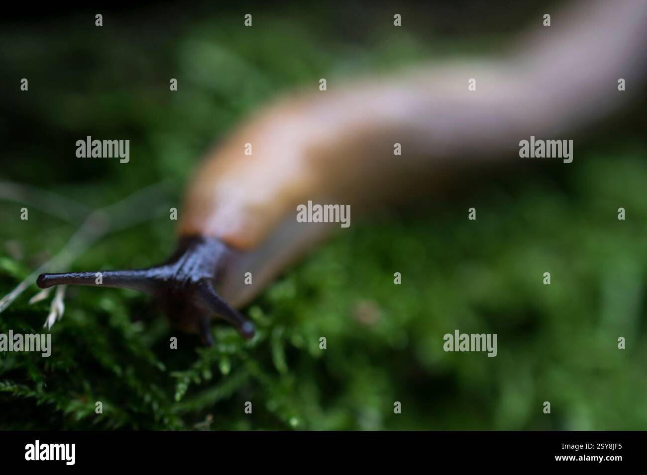 Macro shot of a slug crawling on vibrant green moss. The close-up ...