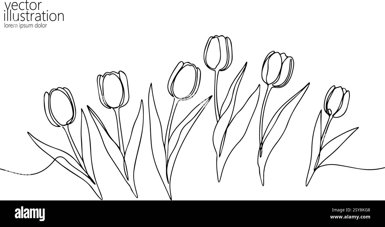Tulips line art drawing. Spring flowers leaves stems. Greeting cards ...