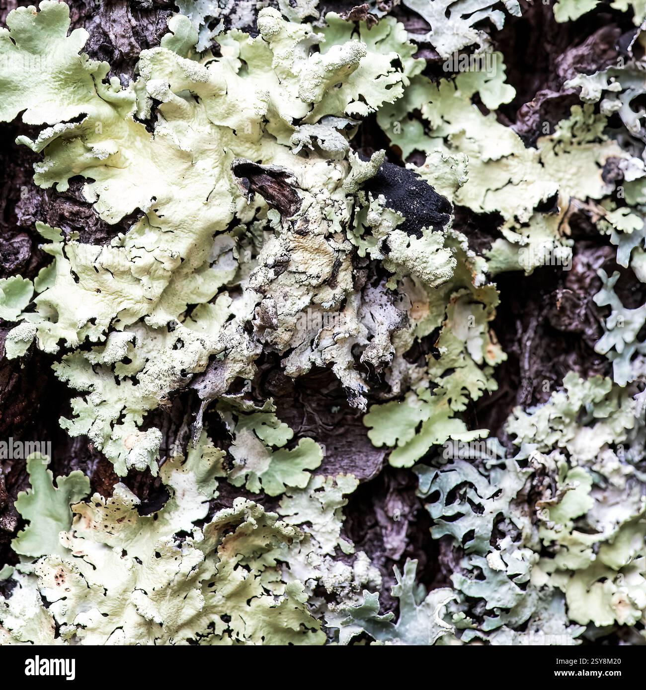 Close-up of pale green and textured lichen growing on rough tree bark ...