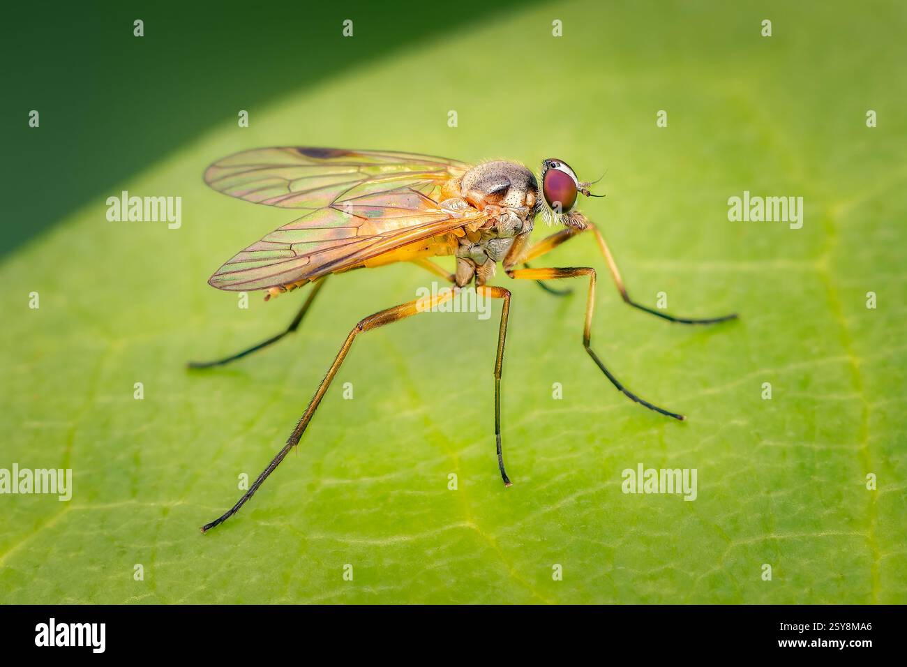 Small fleck winged snipefly hi-res stock photography and images - Alamy