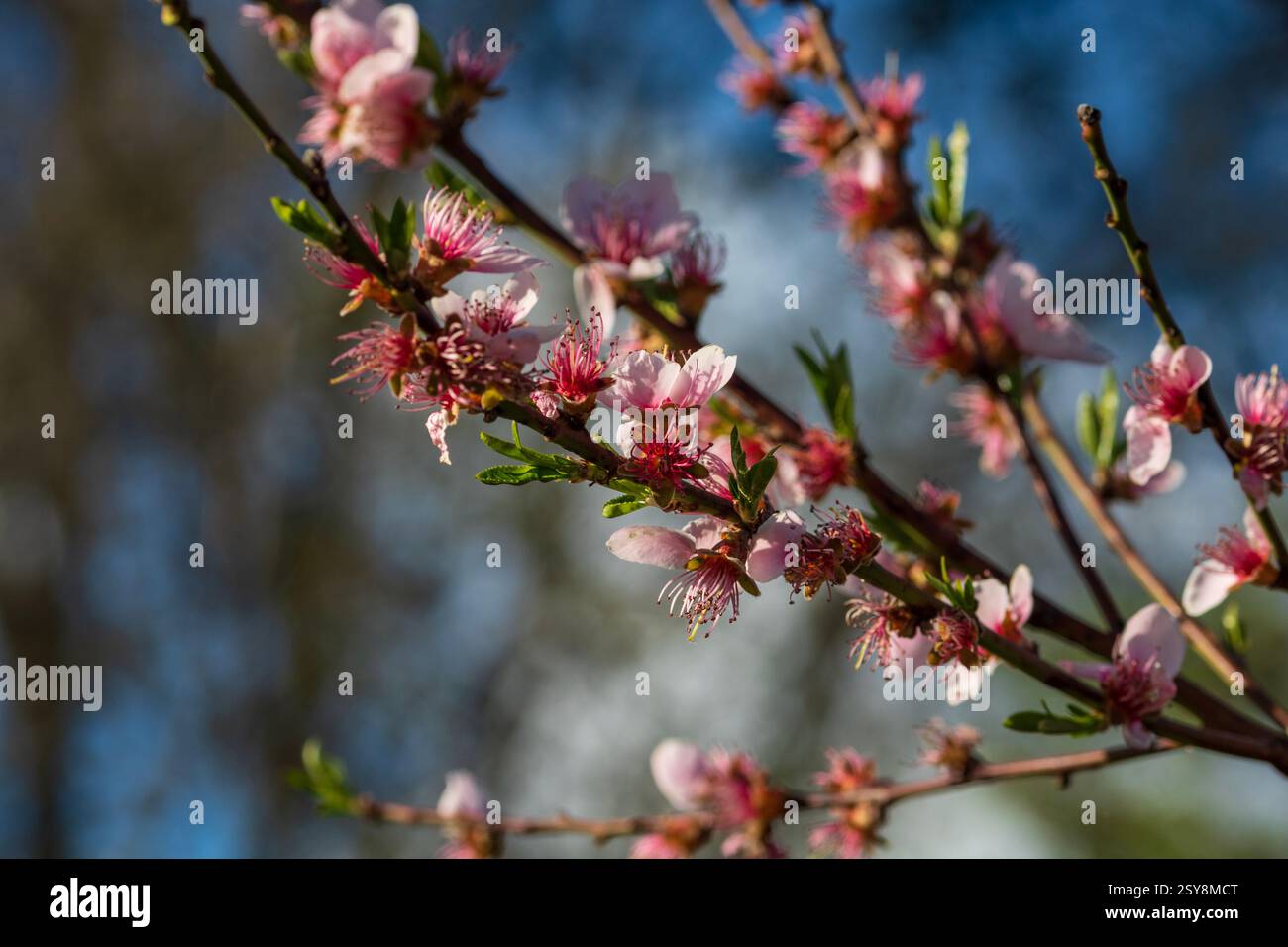 Spring colors in the Botanical Garden of Bucharest Stock Photo - Alamy
