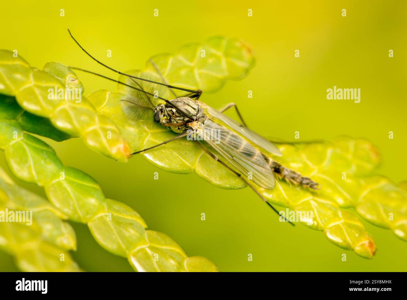 Male Chironomus spé diptera resting on a thuya branch on an early ...