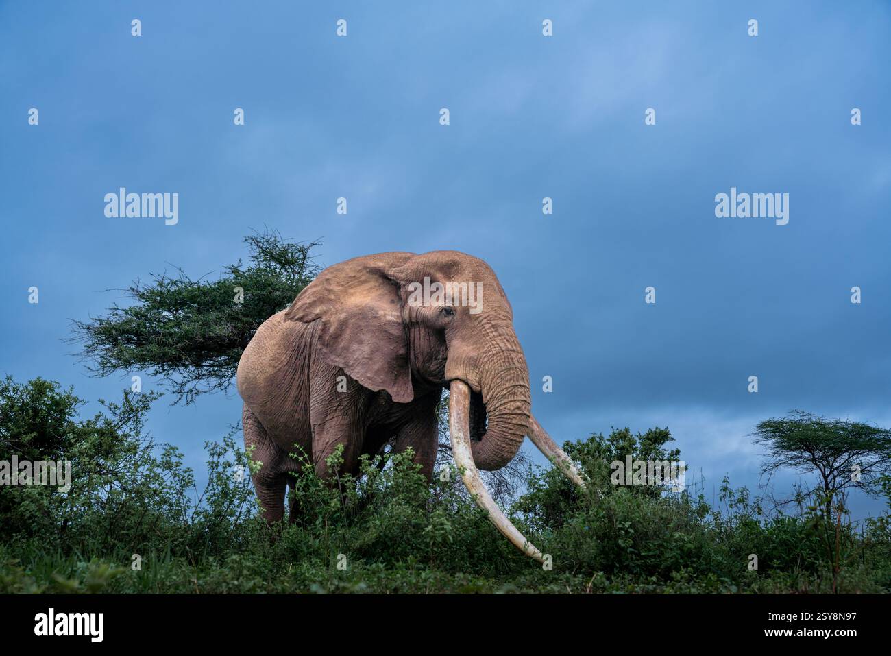 Craig the Elephant - One of the largest elephant in Amboseli National ...