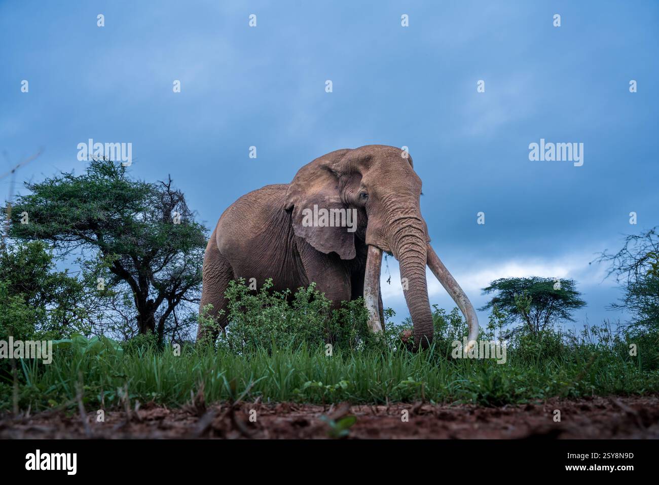 Craig the Elephant - One of the largest elephant in Amboseli National ...