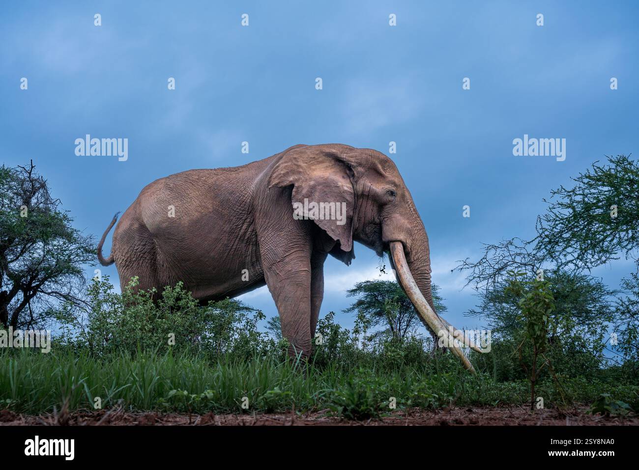 Craig the Elephant - One of the largest elephant in Amboseli National ...