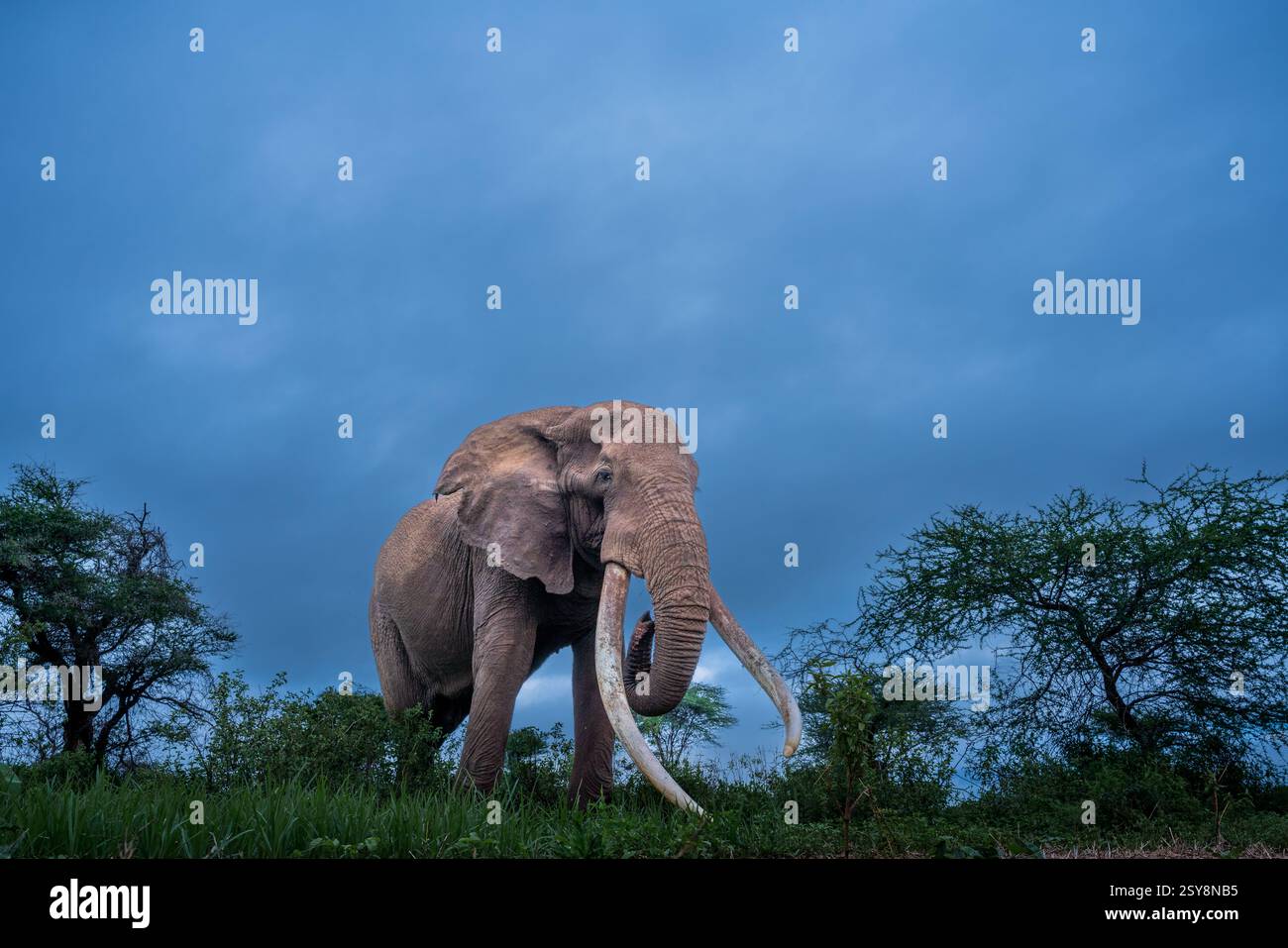 Craig the Elephant - One of the largest elephant in Amboseli National ...