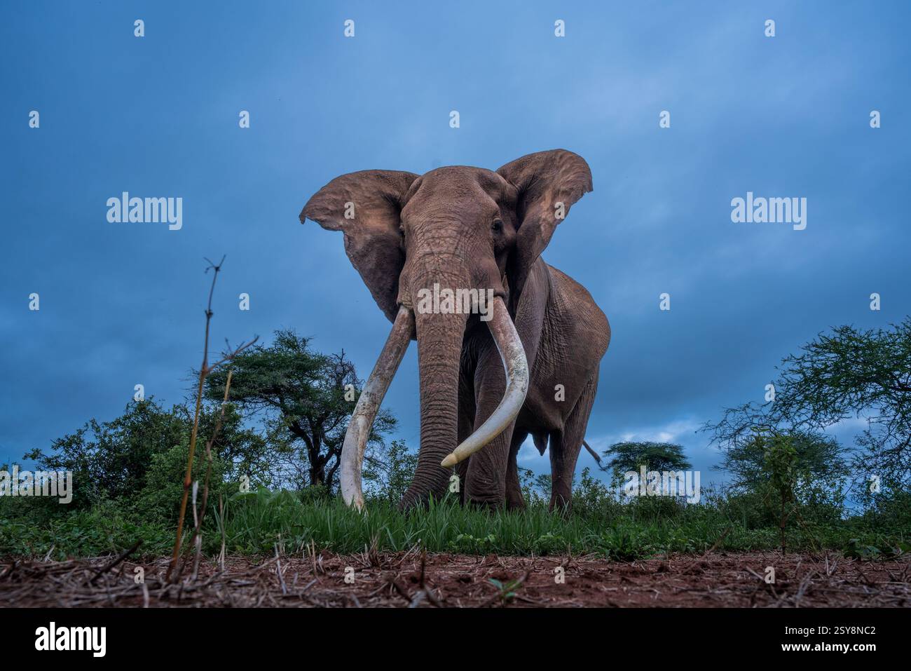 Craig the Elephant - One of the largest elephant in Amboseli National ...