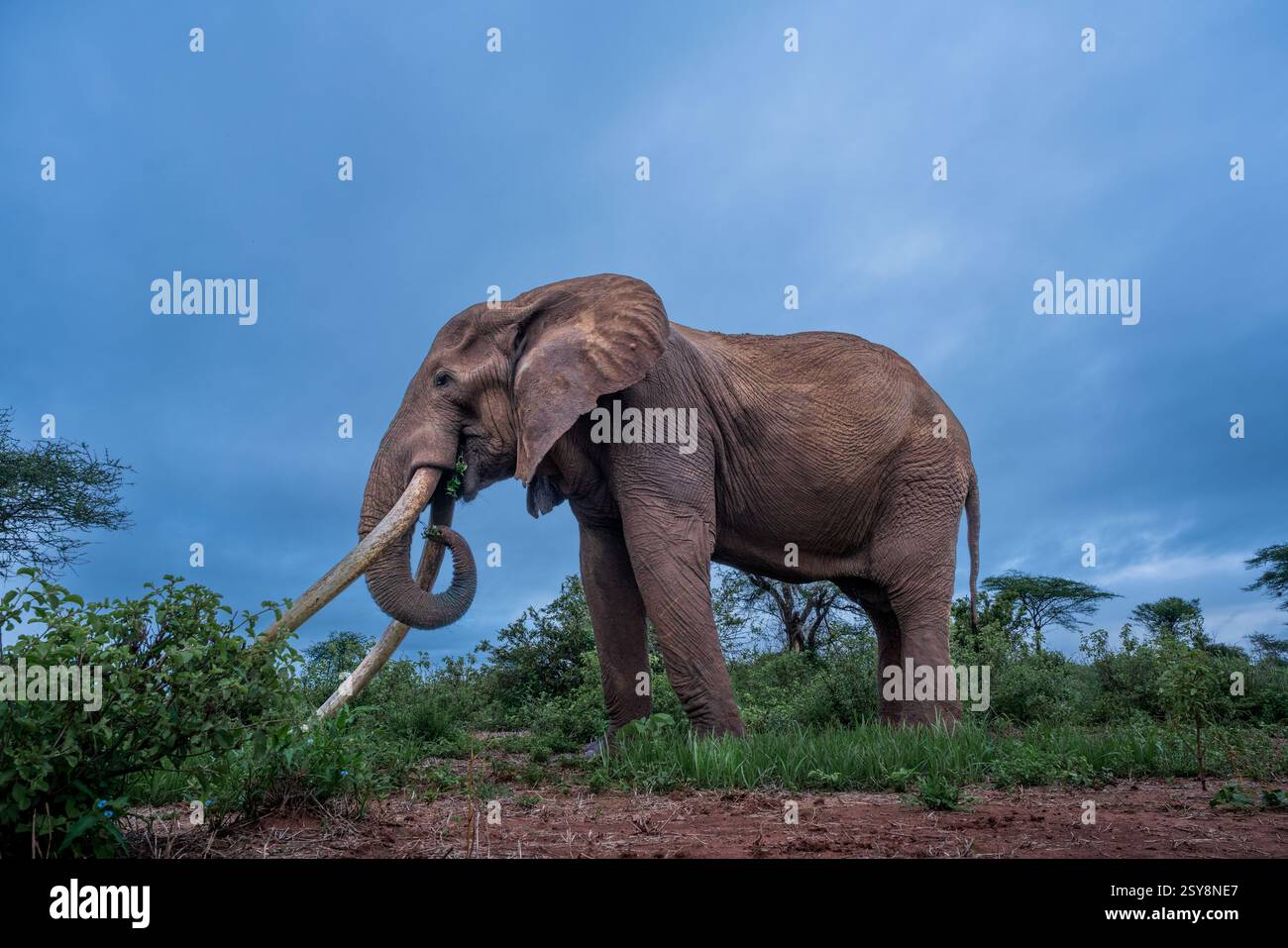 Craig the Elephant - One of the largest elephant in Amboseli National ...