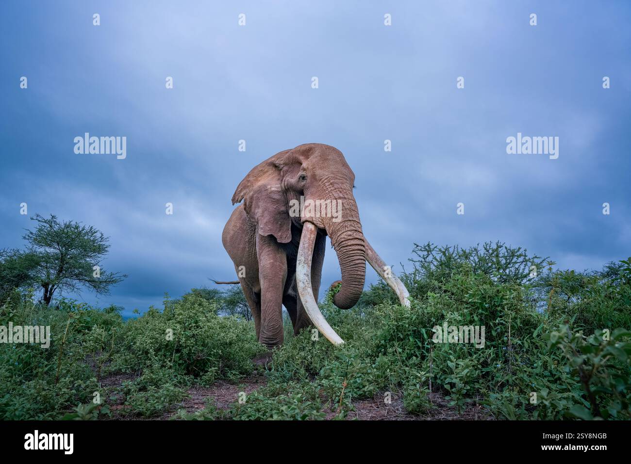 Craig the Elephant - One of the largest elephant in Amboseli National ...