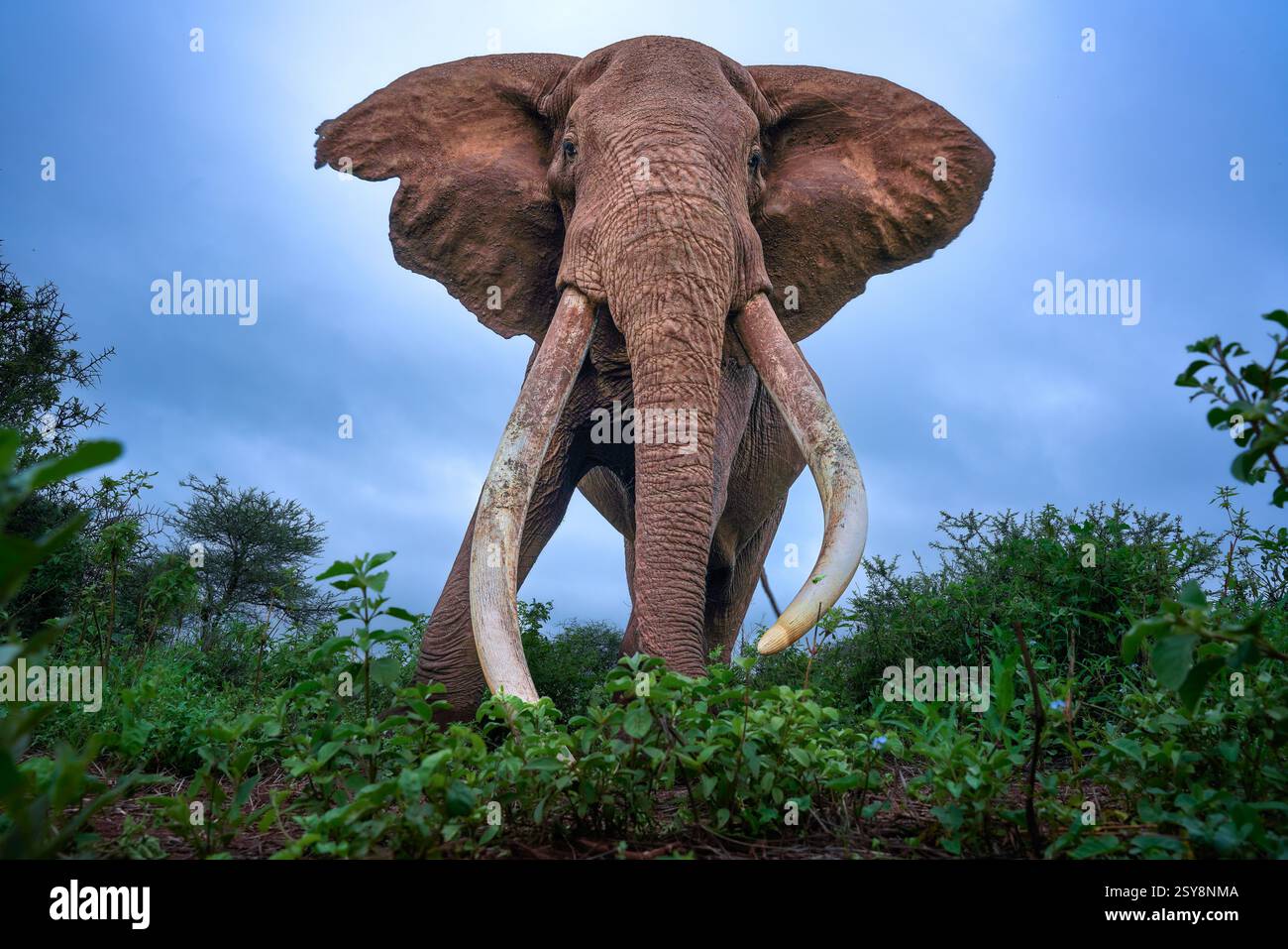 Craig the Elephant - One of the largest elephant in Amboseli National ...