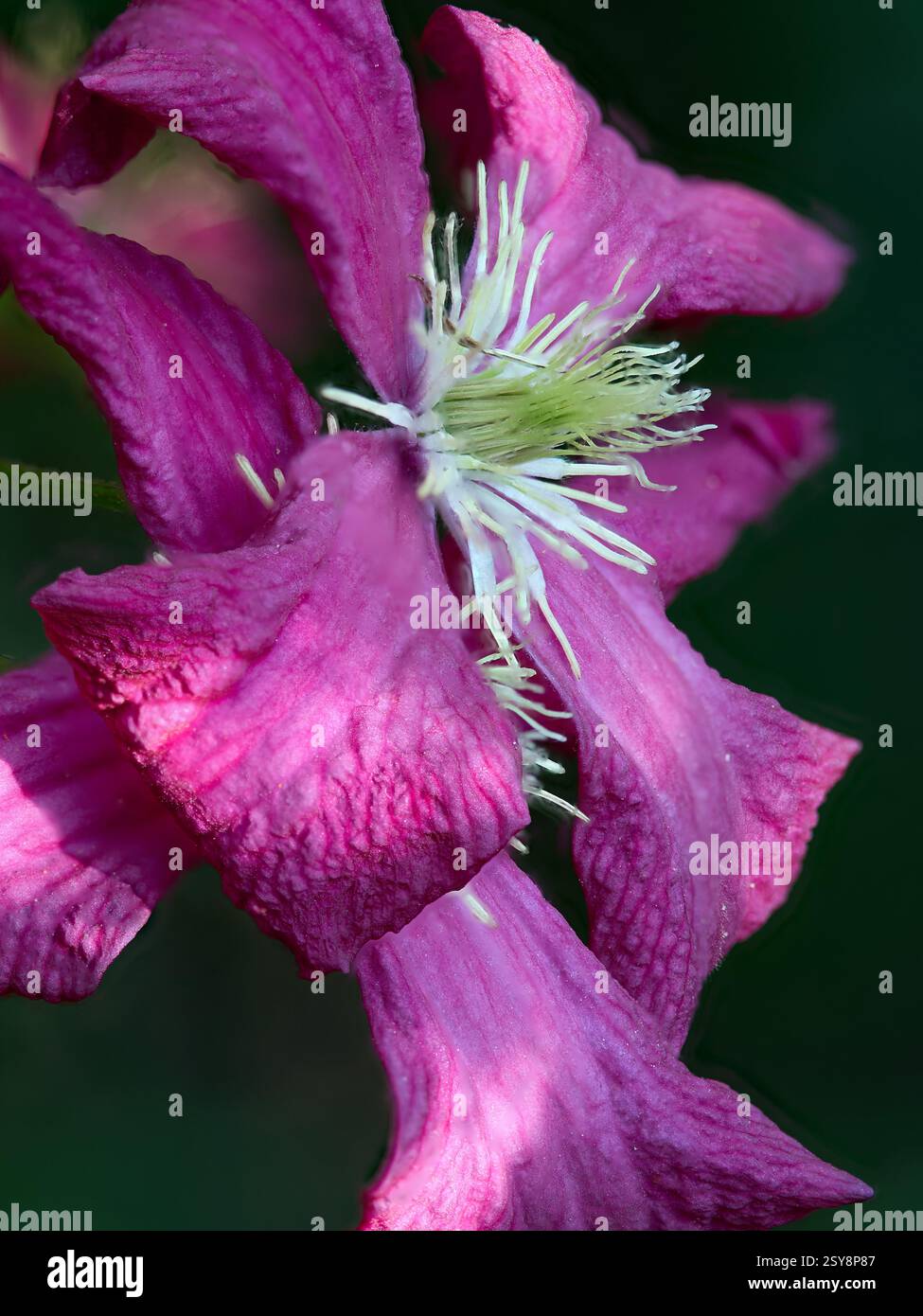 Clematis flower in full bloom Stock Photo - Alamy