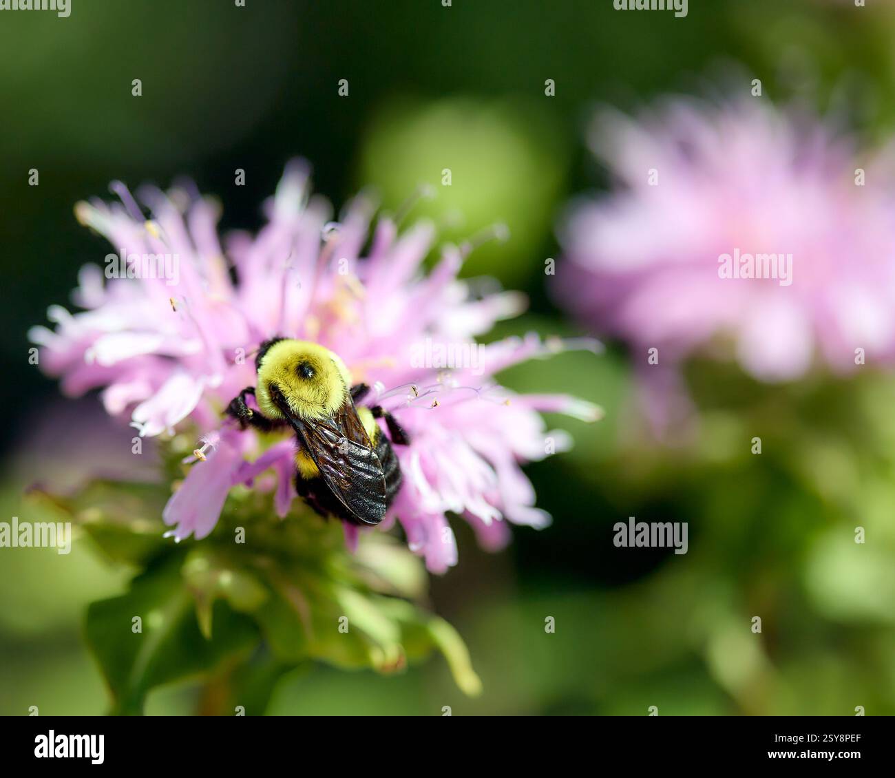 Purple bee balm hi-res stock photography and images - Alamy