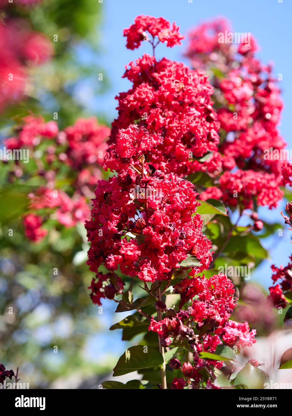 Red Crepe Myrtle Dynamite tree Stock Photo - Alamy