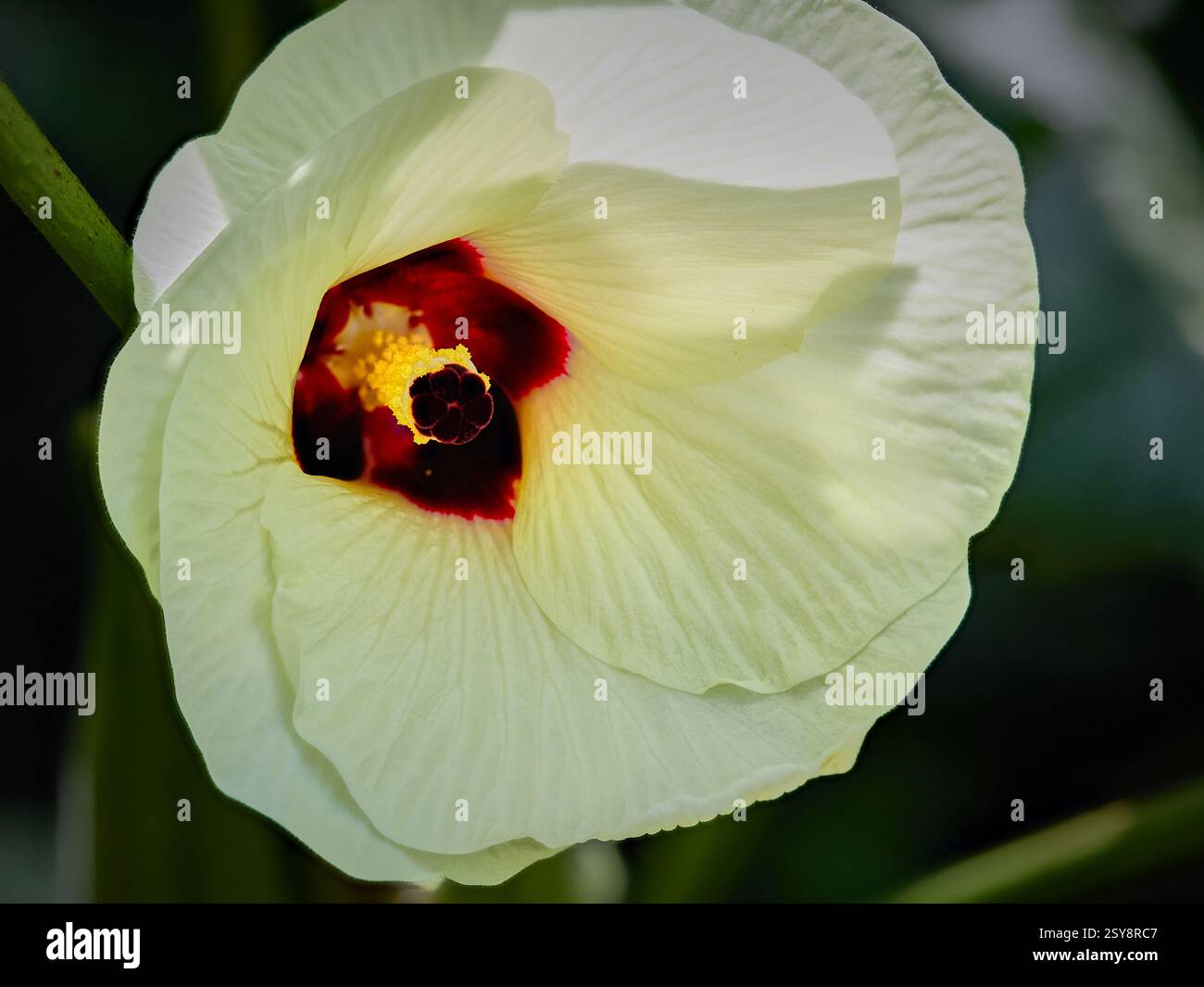 Okra flower in bloom hi-res stock photography and images - Alamy