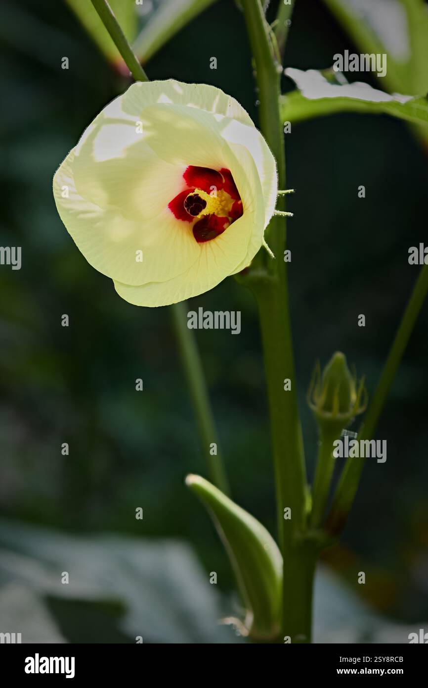 Yellow okra flower hi-res stock photography and images - Alamy