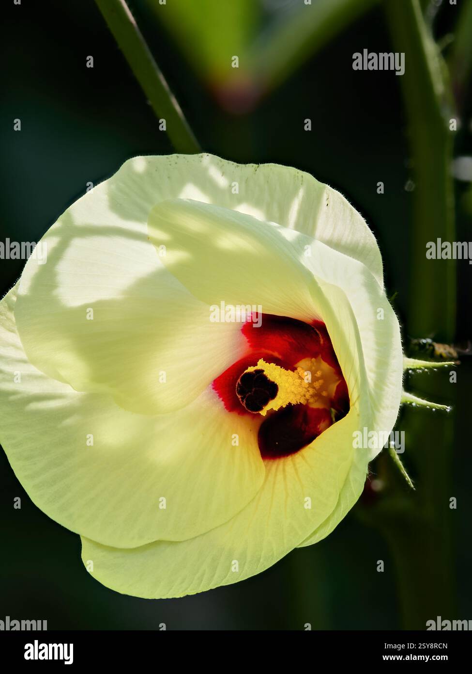 Okra flower in bloom hi-res stock photography and images - Alamy
