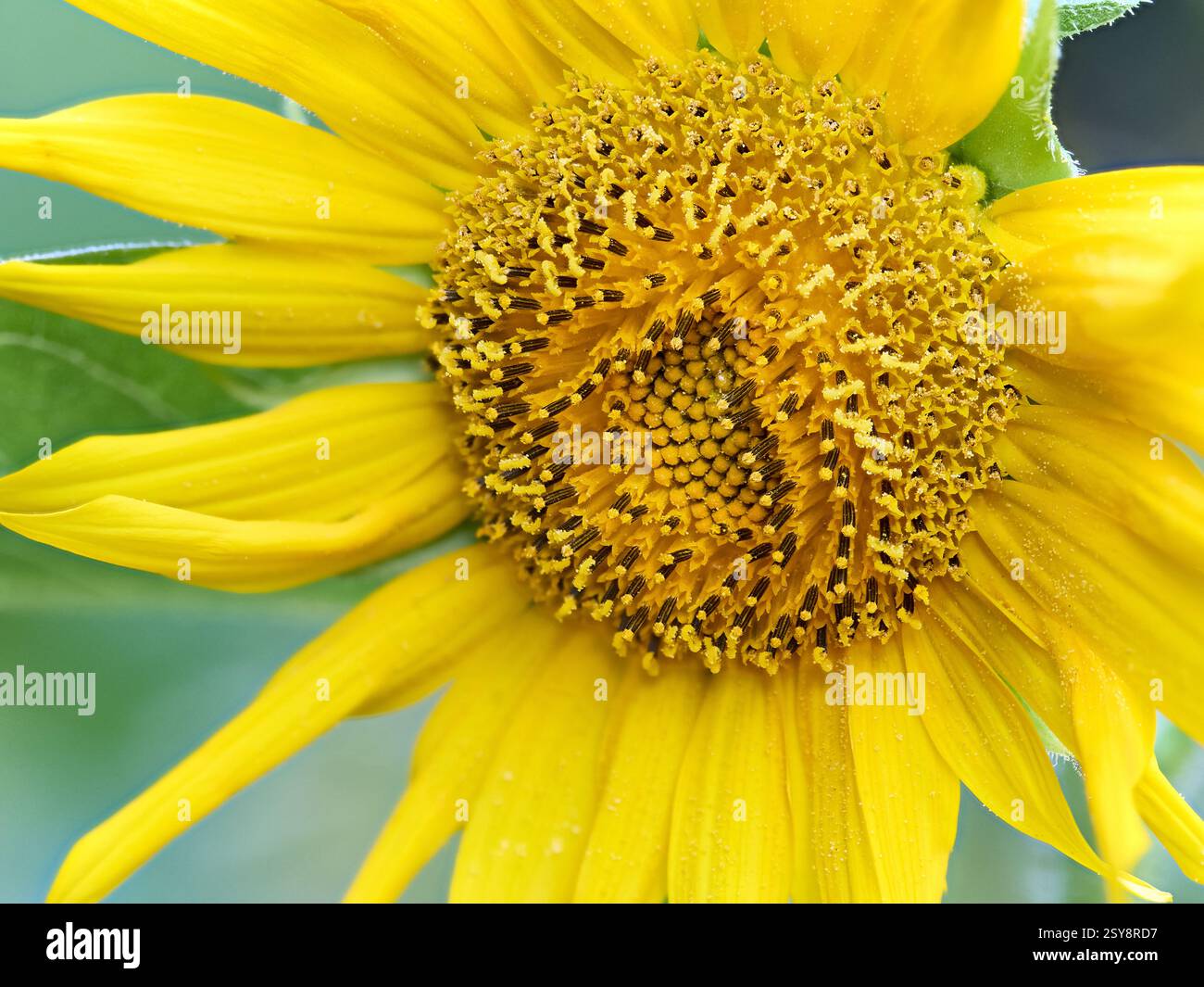 Sunflower plants blooming Stock Photo - Alamy